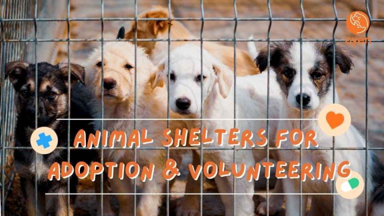 10 Animal Shelters in Malaysia For Adoption and Volunteering – PPHM ...